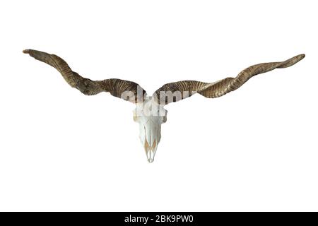 hungarian 'racka' sheep (Ovis aries strepsiceros Hortobagyiensis Stock ...