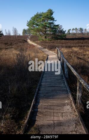 Vegetation in Luneburg Heath Nature Park (Naturpark Luneburger Heide ...