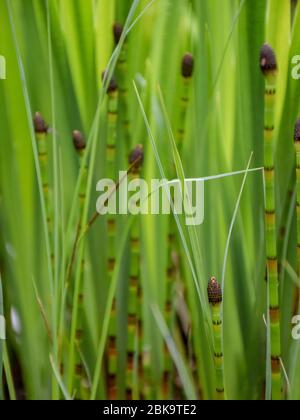 the first green fragments of spring plants on a blurred background ...