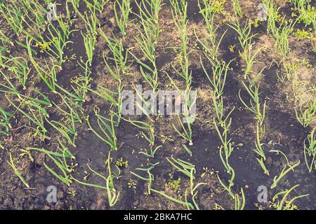 close-up of onion plantation after the watering Stock Photo - Alamy