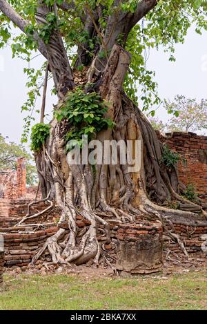 View of a magnificent old fig tree in Thailand, Wat Mahathat, Ayutthaya ...