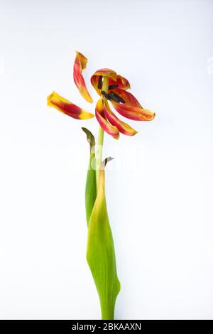 dead and dying red tulips on a white background Stock Photo - Alamy