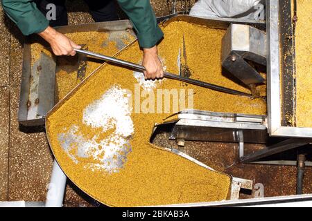 Mustard Powder Factory Making mustard mass from mustard seeds ...