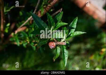 a snail in the background of green Stock Photo - Alamy