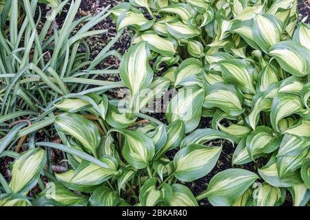 Hosta Geisha Plantain Lily Hostas Leaves Ornamental Variegated in ...