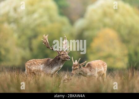 Fallow deer female in autumn forest (Dama dama Stock Photo - Alamy