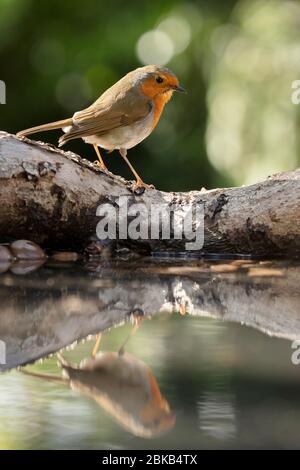 Robin photographed at a garden reflective pool in North Yorkshire Stock ...