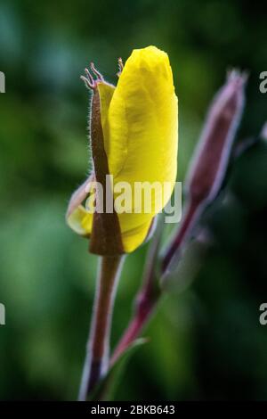 Evening Primrose flower buds Stock Photo - Alamy