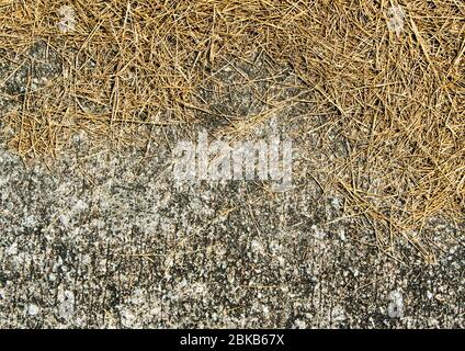 Many dried straws are scattered on concrete floors Stock Photo - Alamy