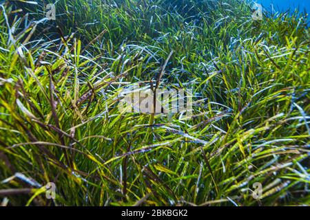 Seagrass-Posidonie (Posidonia oceanica) of mediterranean sea Stock ...