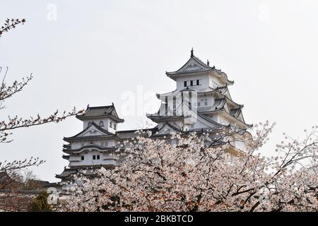 Sakura front of Himeji-jo castle, one of the few original castles ...