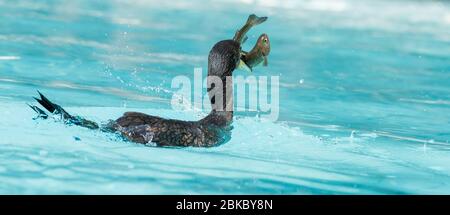 Cormorant hunt an eel during a show Stock Photo - Alamy