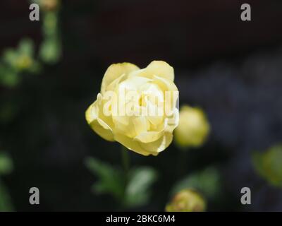 Single Yellow Troilus in flower Stock Photo - Alamy