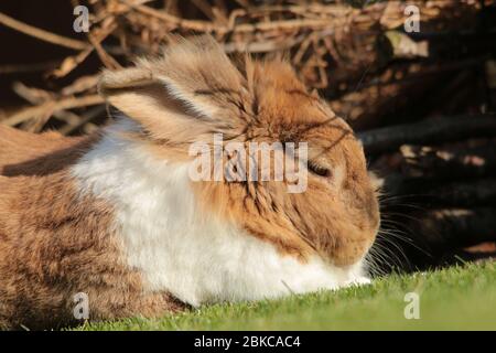 dutch rabbit laid in the grass Stock Photo - Alamy