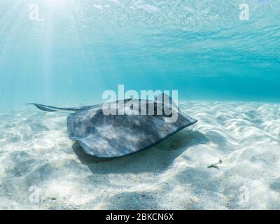 Bahamas, Bimini, Stingray swimming in sea Stock Photo - Alamy