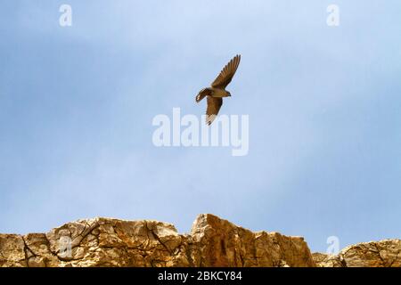 rock martin (Ptyonoprogne fuligula Stock Photo - Alamy