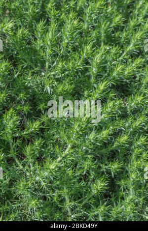 Annual new prickly leaf shoots of Gorse / Furze - Ulex europaeus in a ...