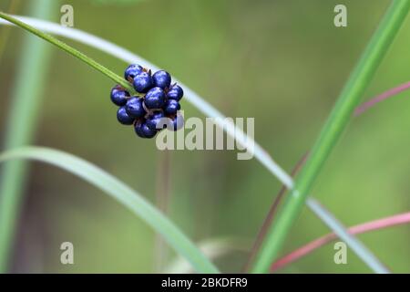 purple seedless fruit bud isolated over a blurred background Stock ...