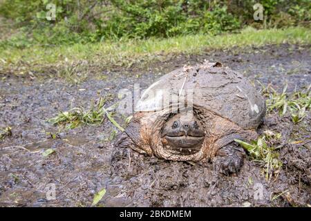 Common snapping turtle covered in mud - Chelydra serpentina Stock Photo ...
