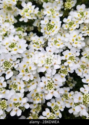 Flowers of candytuft blooming in spring Stock Photo - Alamy