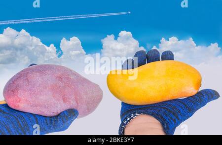 The purple, violet, color of mango species, fruit on the hand with the ...