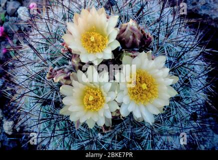 Blooming Simpson's Hedgehog cactus in a park, Sierra Blanca, Texas, USA ...