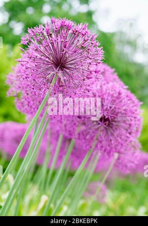 Allium jesdianum ‘Early emperor’. Ornamental onion flowers in spring ...