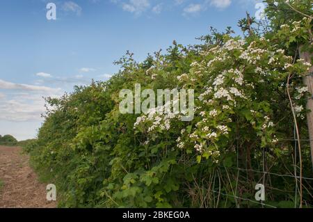 Midland Hawthorn Crataegus laevigata blossom spring Warwickshire colour ...