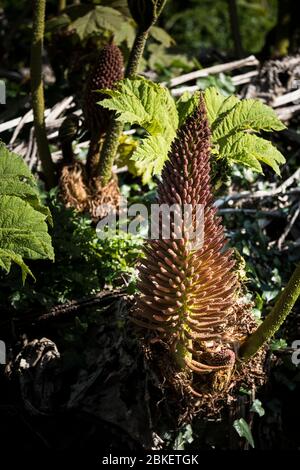 Giant Rhubarb (Gunnera manicata), inflorescence, native to southern ...