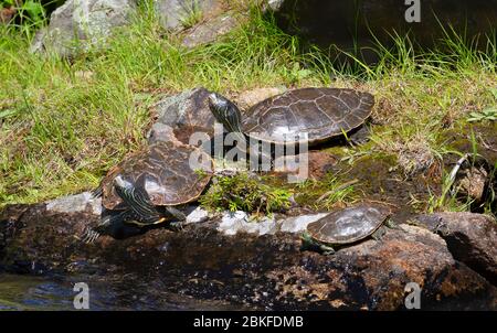 Northern Map Turtles resting on a rock in the sunshine on Buck Lake ...