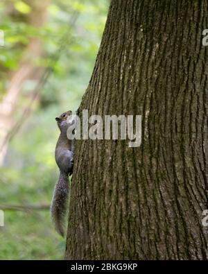 A grey squirrel going up a tree trunk UK Stock Photo - Alamy