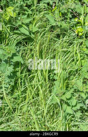 Luscious tall green grasses and weeds alongside a sleepy country road ...
