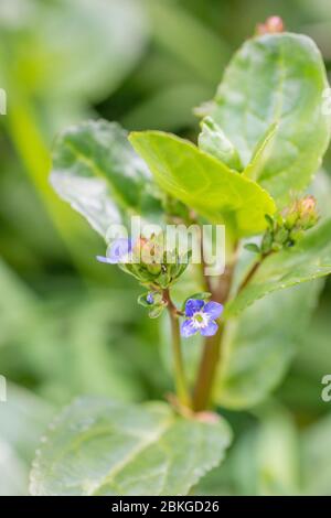 Brooklime, Veronica beccabunga, in flower; by pond Stock Photo - Alamy