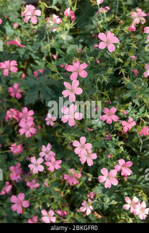 Beautiful Endres cranesbill (Geranium endressii) with raindrops and ...