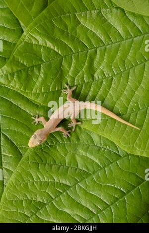 House Gecko, Hemidactylus frenatus, climbing wall, Rajasthan, India ...