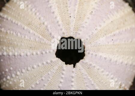 A top view of sea urchin skeletons Stock Photo - Alamy