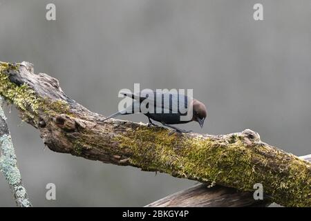 Male cowbird in flight and perching Stock Photo - Alamy