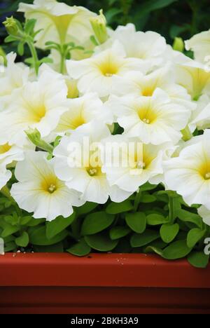 Petunia, Petunias in the tray,Petunia in the pot full bloom Stock Photo ...