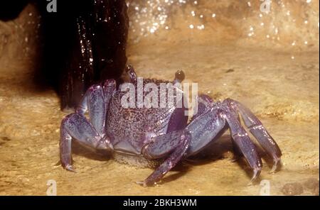 Violet Vinegar Crab (Episesarma versicolor) walks on a branch with a ...