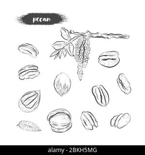 Pecan branch with flowering isolated on white background Stock Vector ...