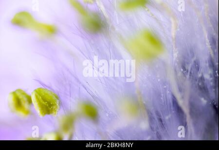 plants pollen under a microscope Stock Photo - Alamy