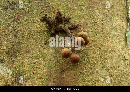 Ficus variegata fruits in tree trunk Stock Photo - Alamy