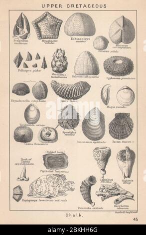 Cretaceous Chalk Fossils Stock Photo - Alamy