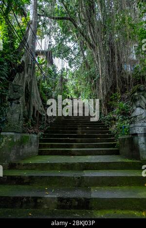 Exotic stairs in banyan trees, this stairs in Ubud, Bali Island ...