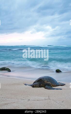Waves Splattering on a Hawaiian Green Sea Turtle Stock Photo - Alamy
