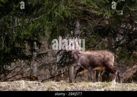 Alpine Chamois (Rupicapra rupicapra), Valsavarenche, Gran Paradiso ...