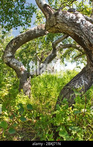 The Crooked Bush of Saskatchewan Stock Photo - Alamy