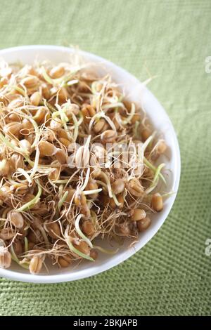 sprouted wheat close up Stock Photo - Alamy