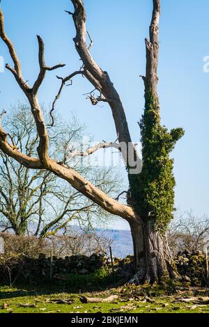 Dry tree without leaves in green meadow Stock Photo - Alamy