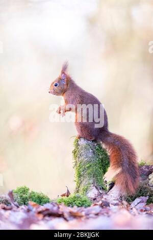 France, Sarthe , Rouesse Vasse, grove, Red squirrel (Sciurus vulgaris ...